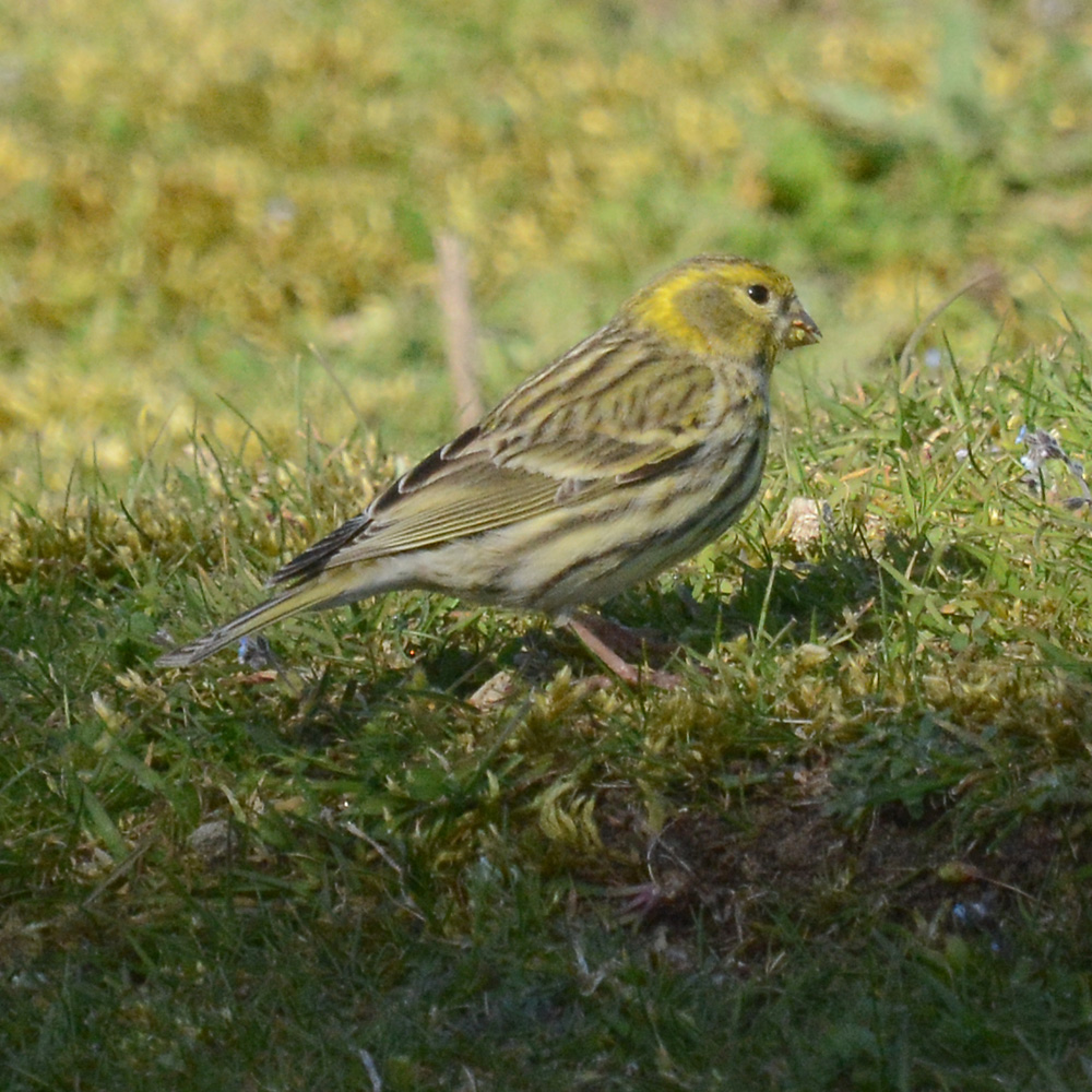 Details : European Serin - BirdGuides