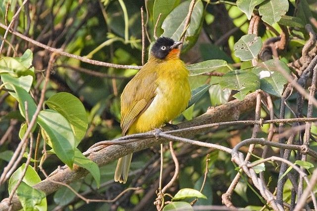 Details : Flame-throated Bulbul - BirdGuides