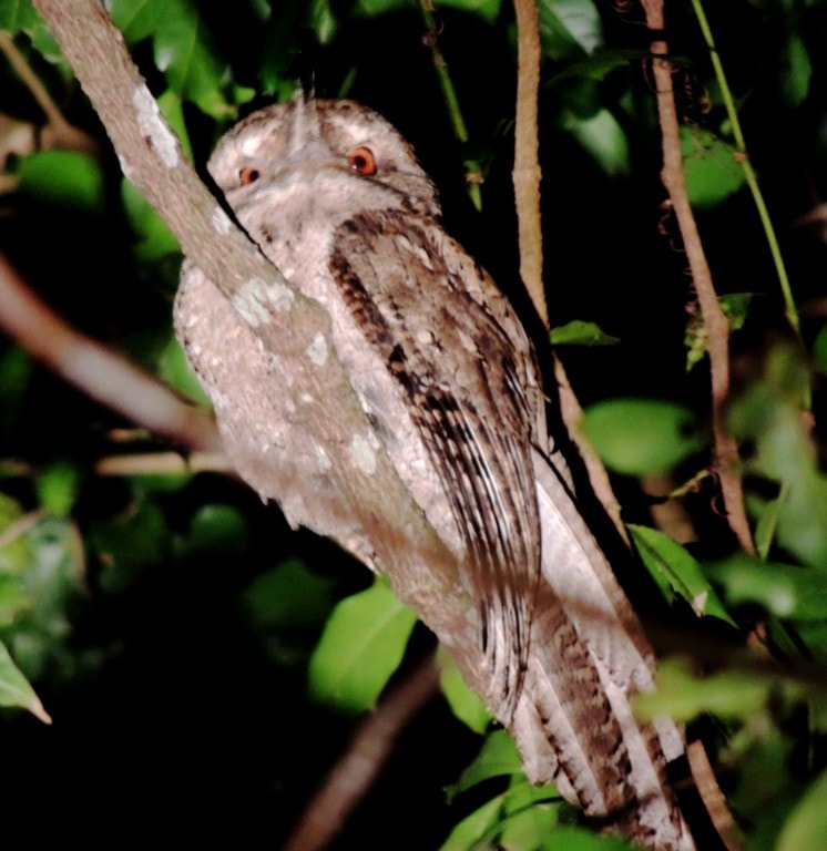 Marbled Frogmouth by Bill Plumb - BirdGuides