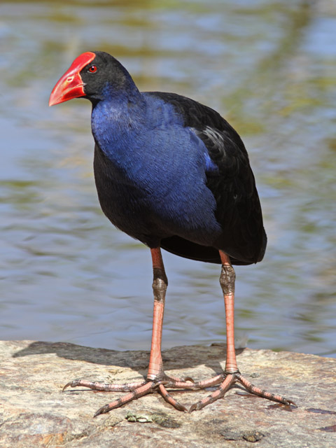 Details : Australasian Swamphen - BirdGuides