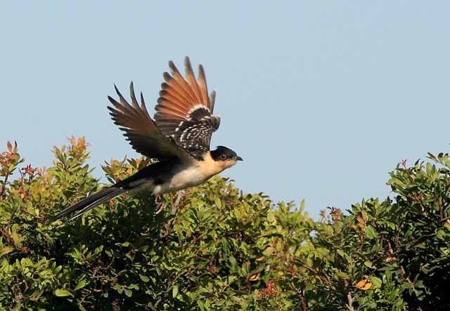 Details : Great Spotted Cuckoo - BirdGuides