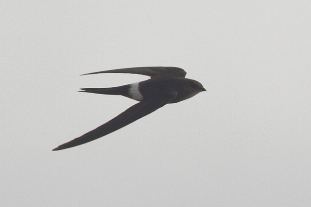 Details : Pacific Swift - BirdGuides