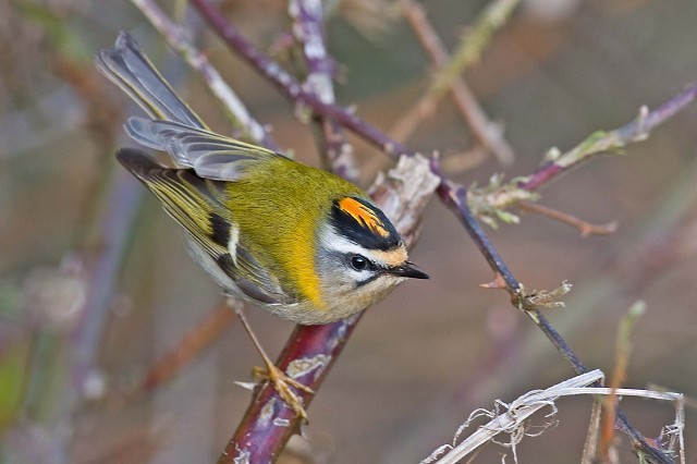 Details : Firecrest - BirdGuides