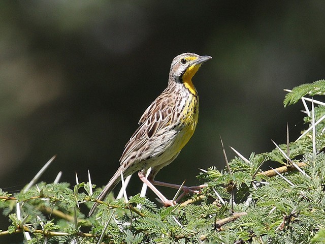 Details : Pangani Longclaw - BirdGuides