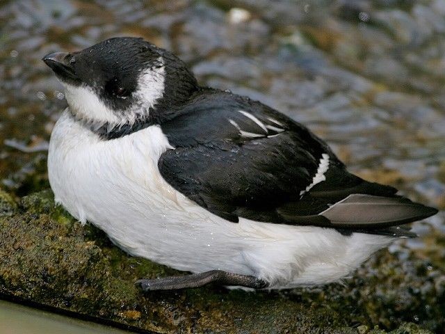 Details : Little Auk - BirdGuides