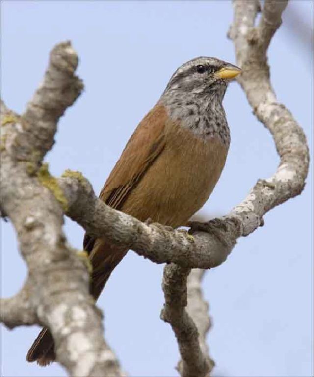 Details : House Bunting - BirdGuides
