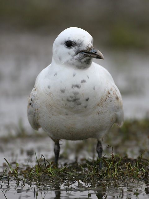 Details : Ivory Gull - BirdGuides