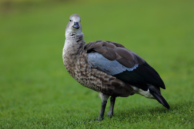 Details : Blue-winged Goose - BirdGuides