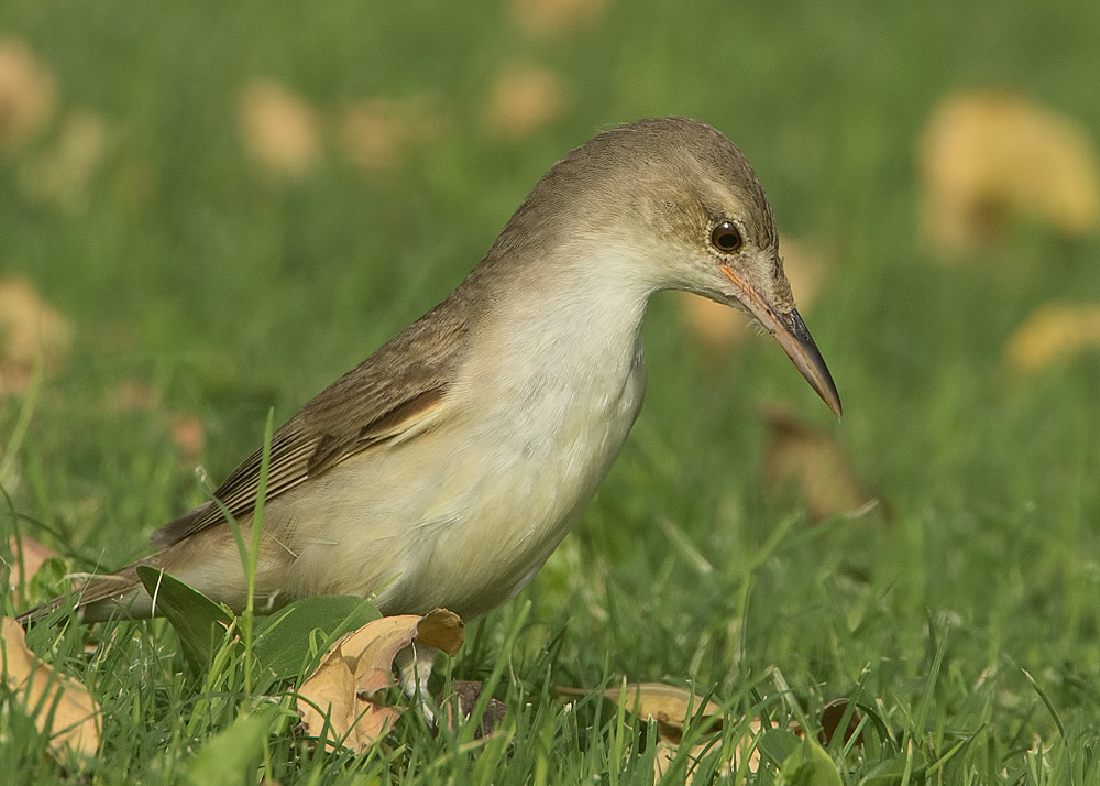 Details : Basra Reed Warbler - BirdGuides