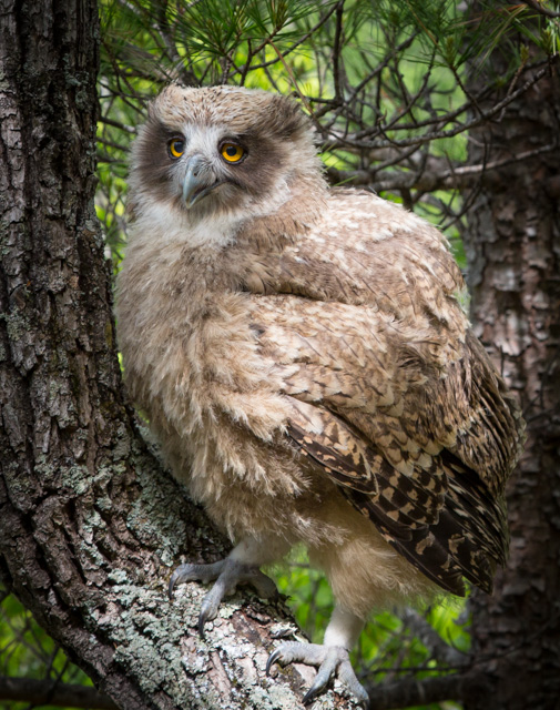 Details : Blakiston's Fish Owl - BirdGuides