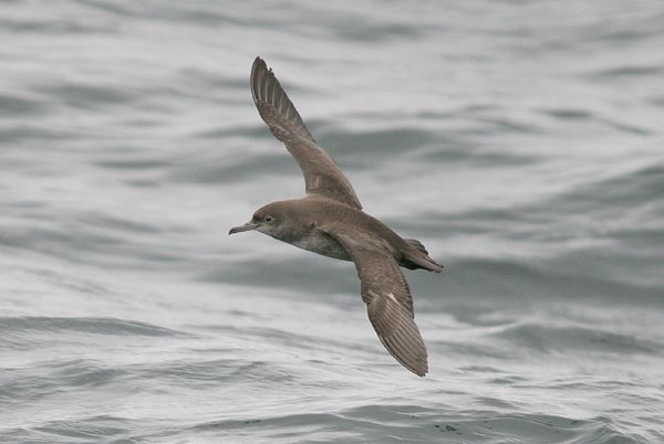 Details : Balearic Shearwater - BirdGuides