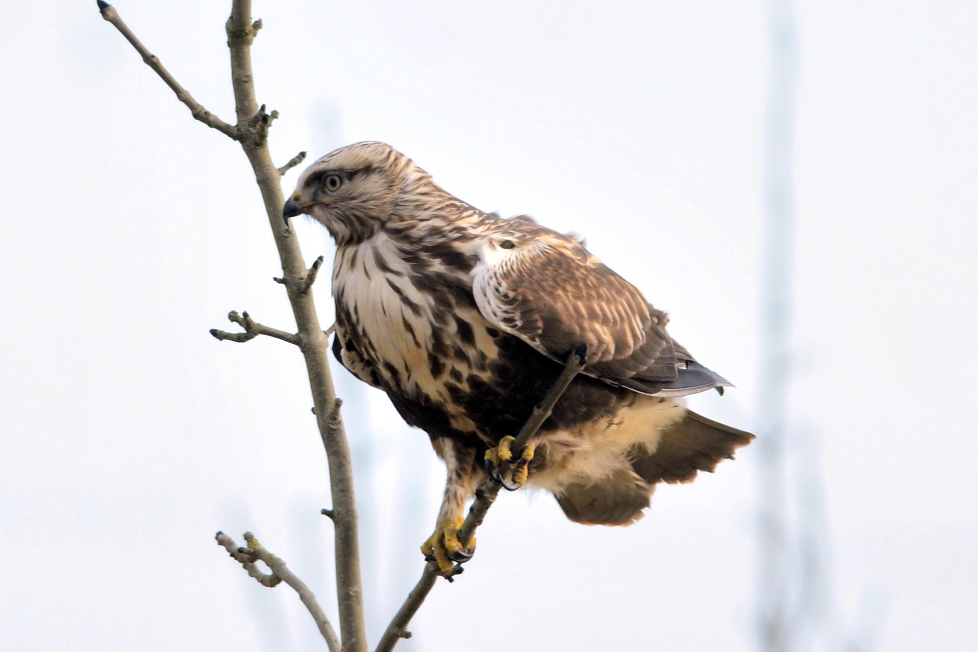 Details : Rough-legged Buzzard - BirdGuides