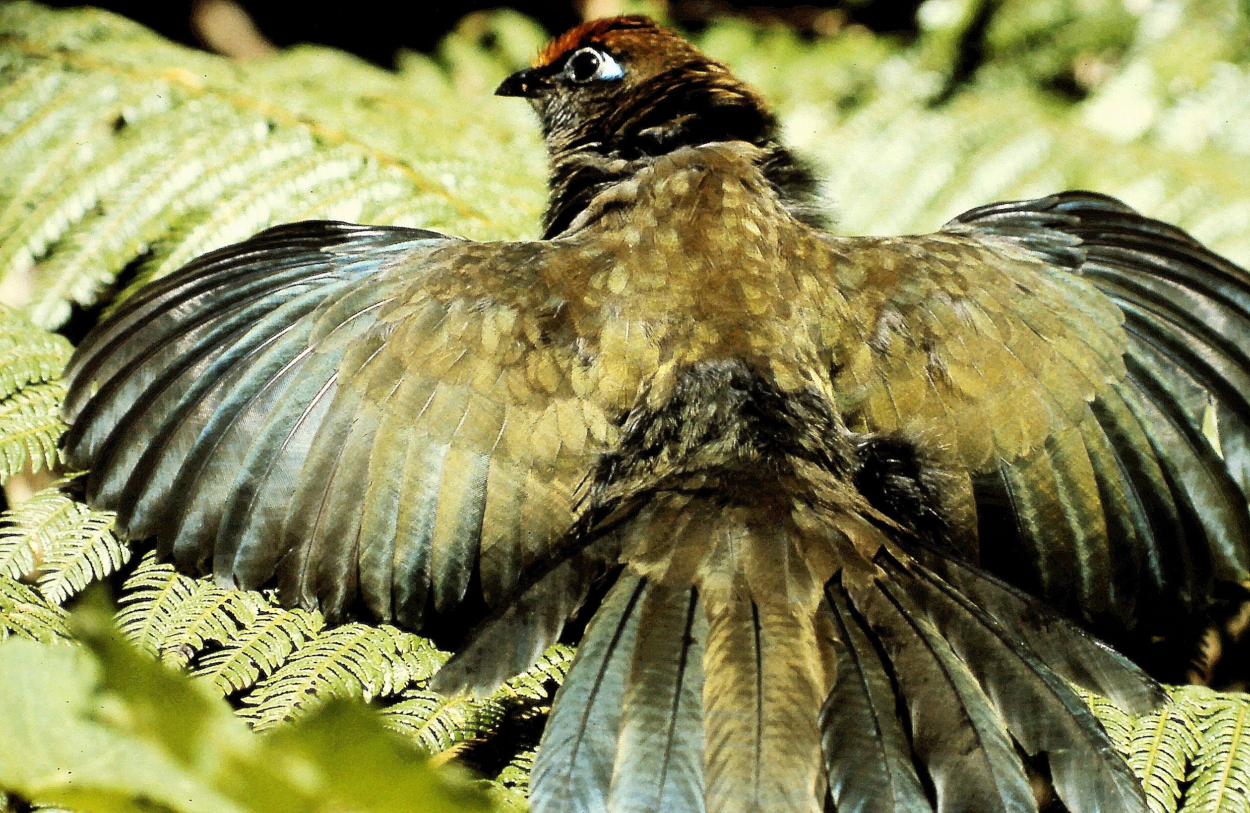 Details : Red-fronted Coua - BirdGuides