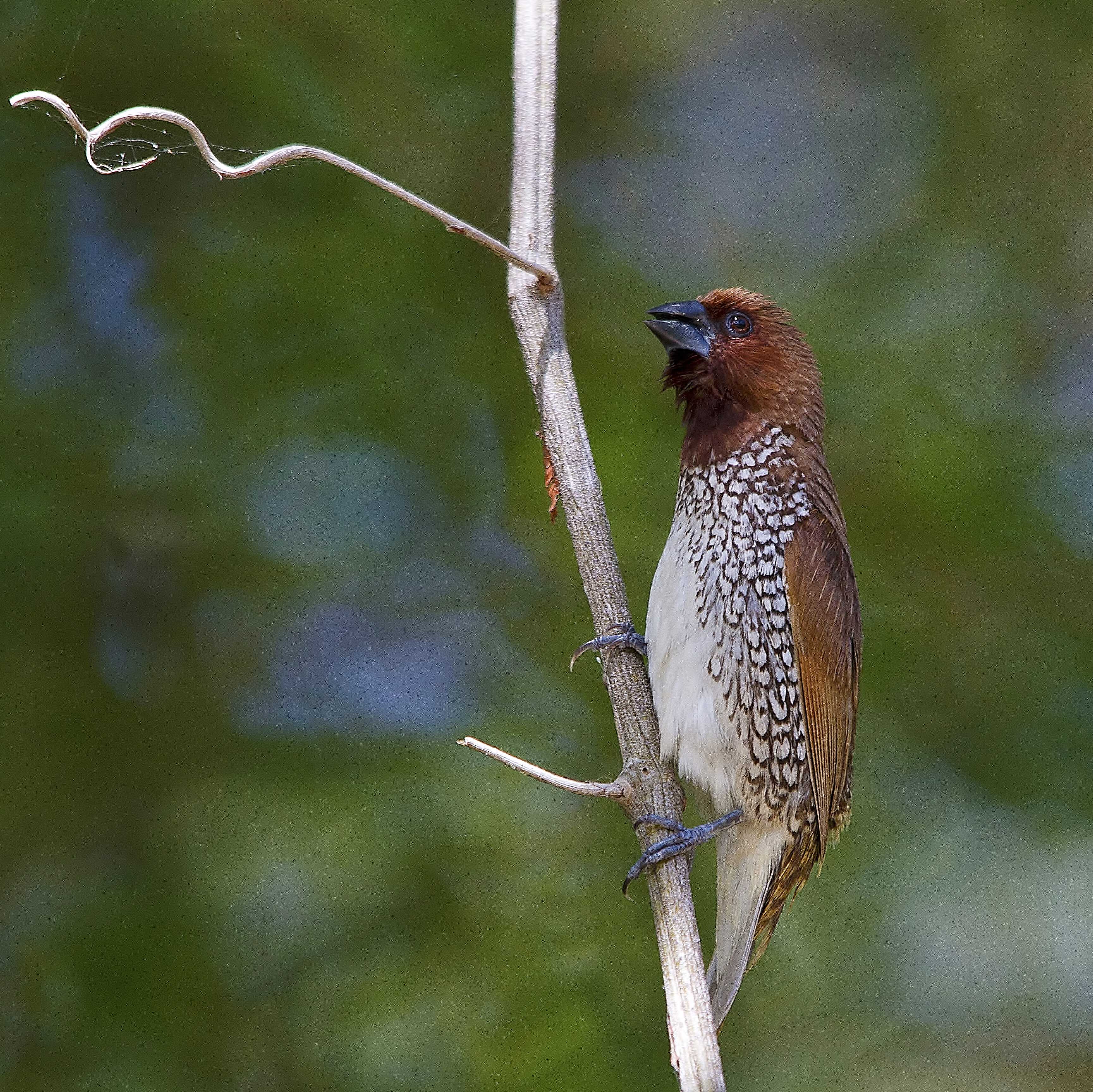 Details : Scaly-breasted Munia - BirdGuides