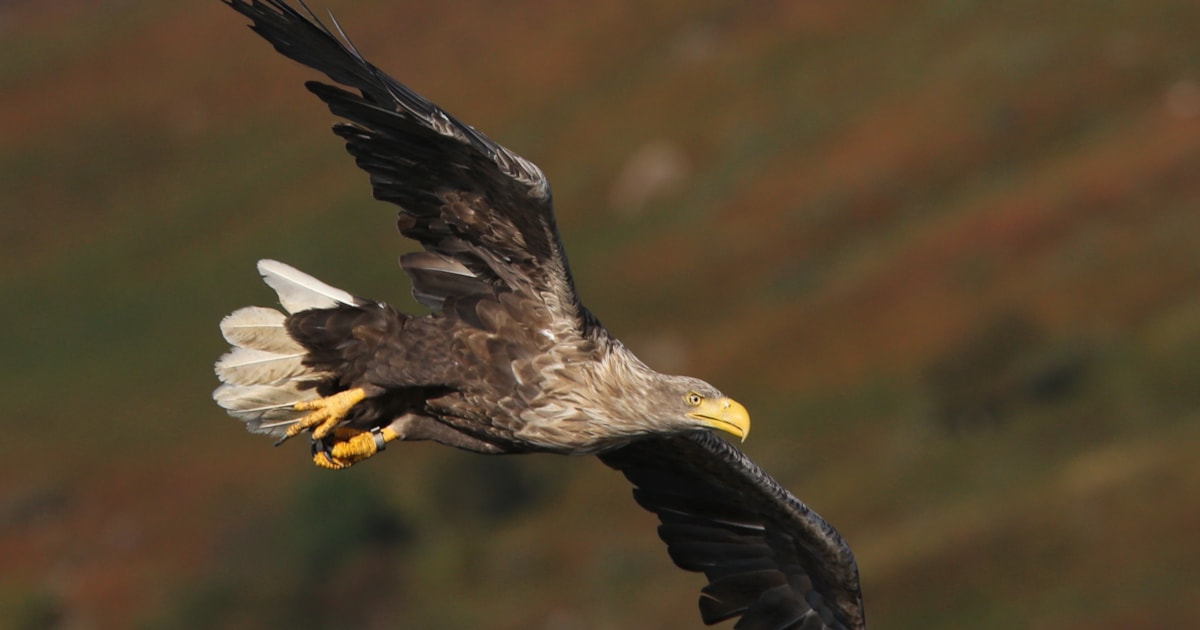 Plans afoot to reintroduce White-tailed Eagle to the Isle of Wight ...