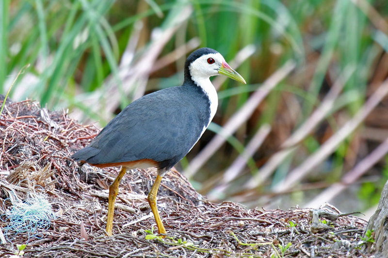 Details : White-breasted Waterhen - BirdGuides