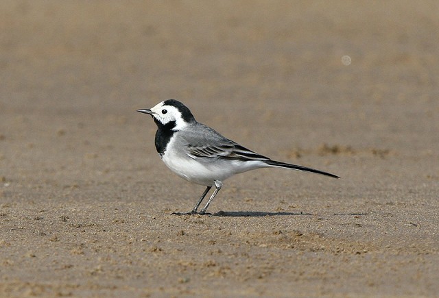 Focus on: White Wagtail - BirdGuides