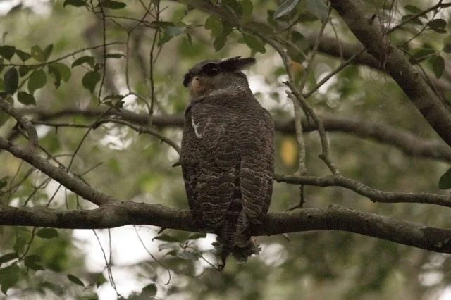 Details : Barred Eagle-Owl - BirdGuides