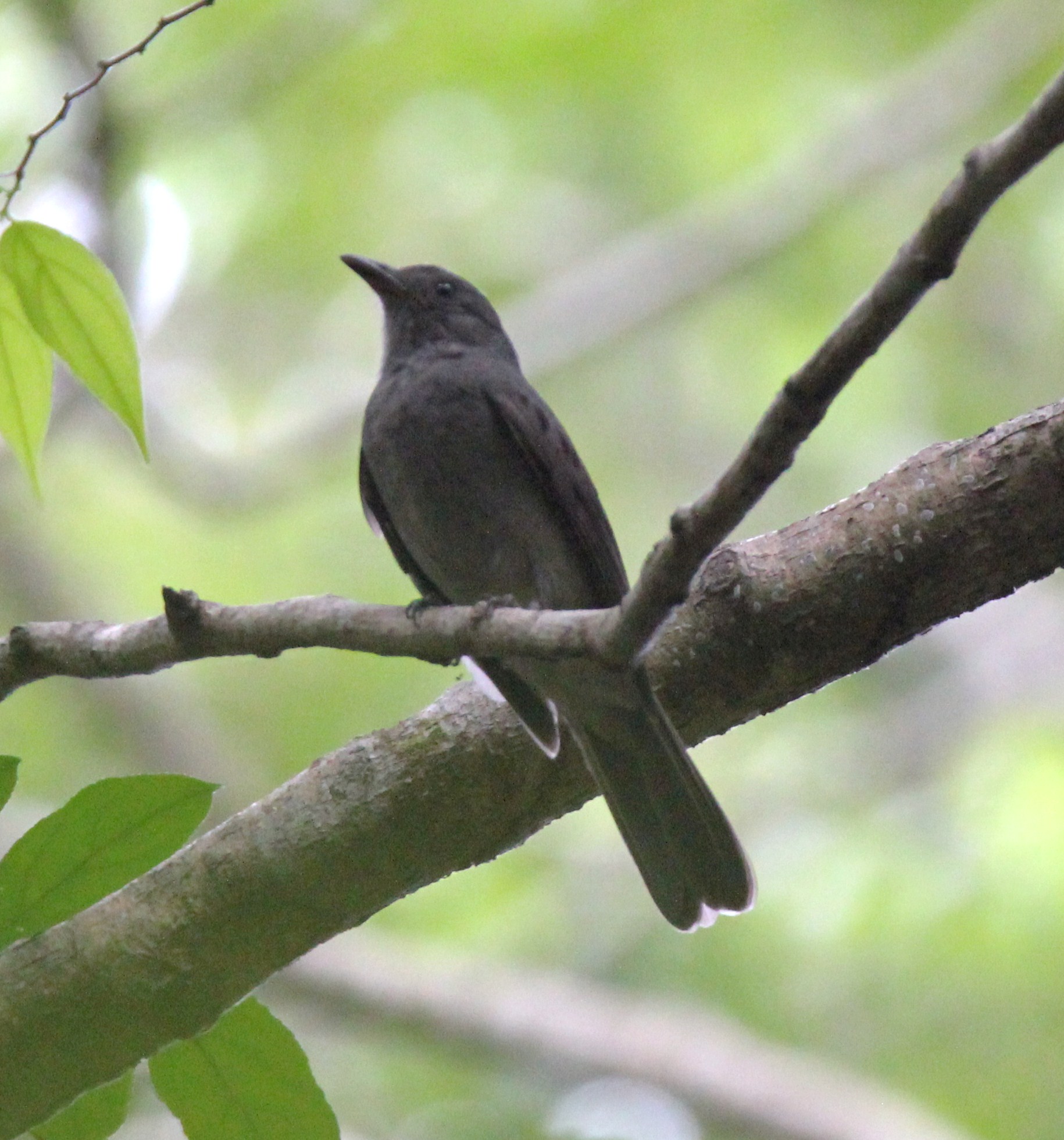 Details : Screaming Piha - BirdGuides