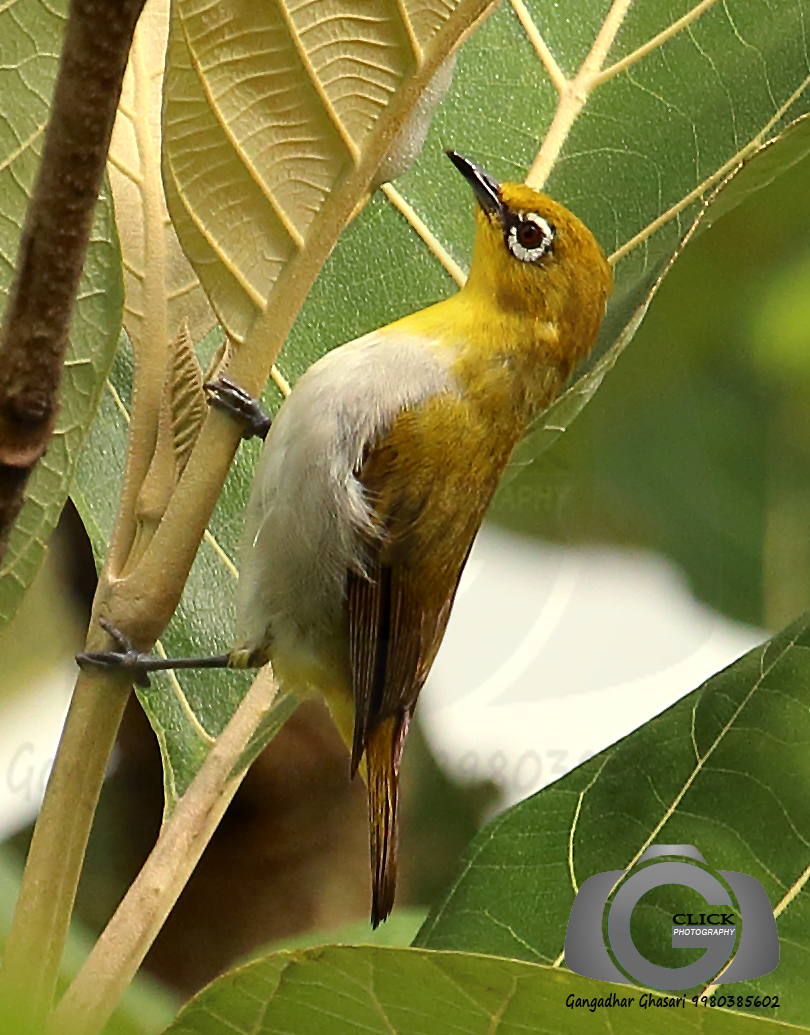 Details : Indian White-eye - BirdGuides