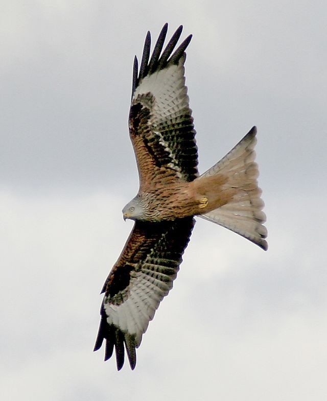 Details : Red Kite - BirdGuides
