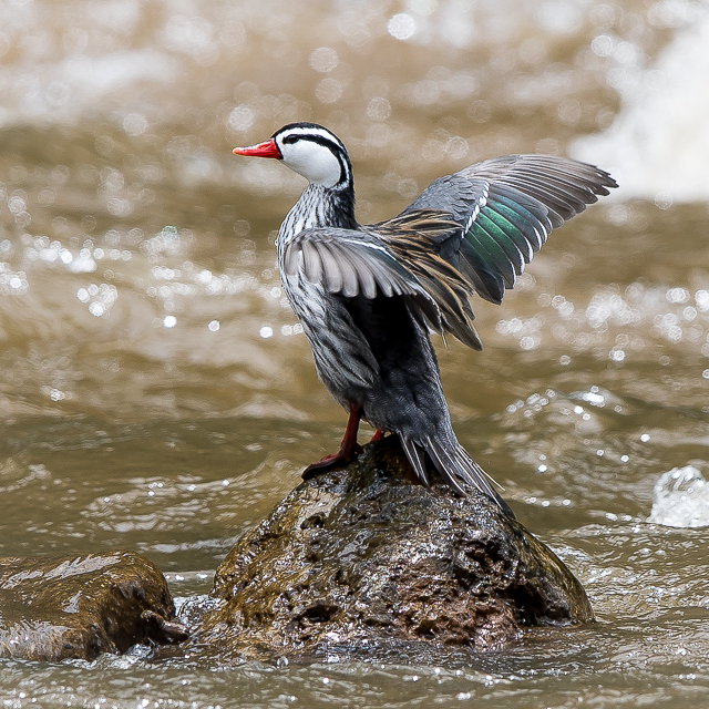 Photo of the Week: 29 March – 4 April - BirdGuides
