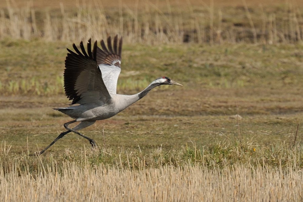 Record year for Great Crane Project - BirdGuides