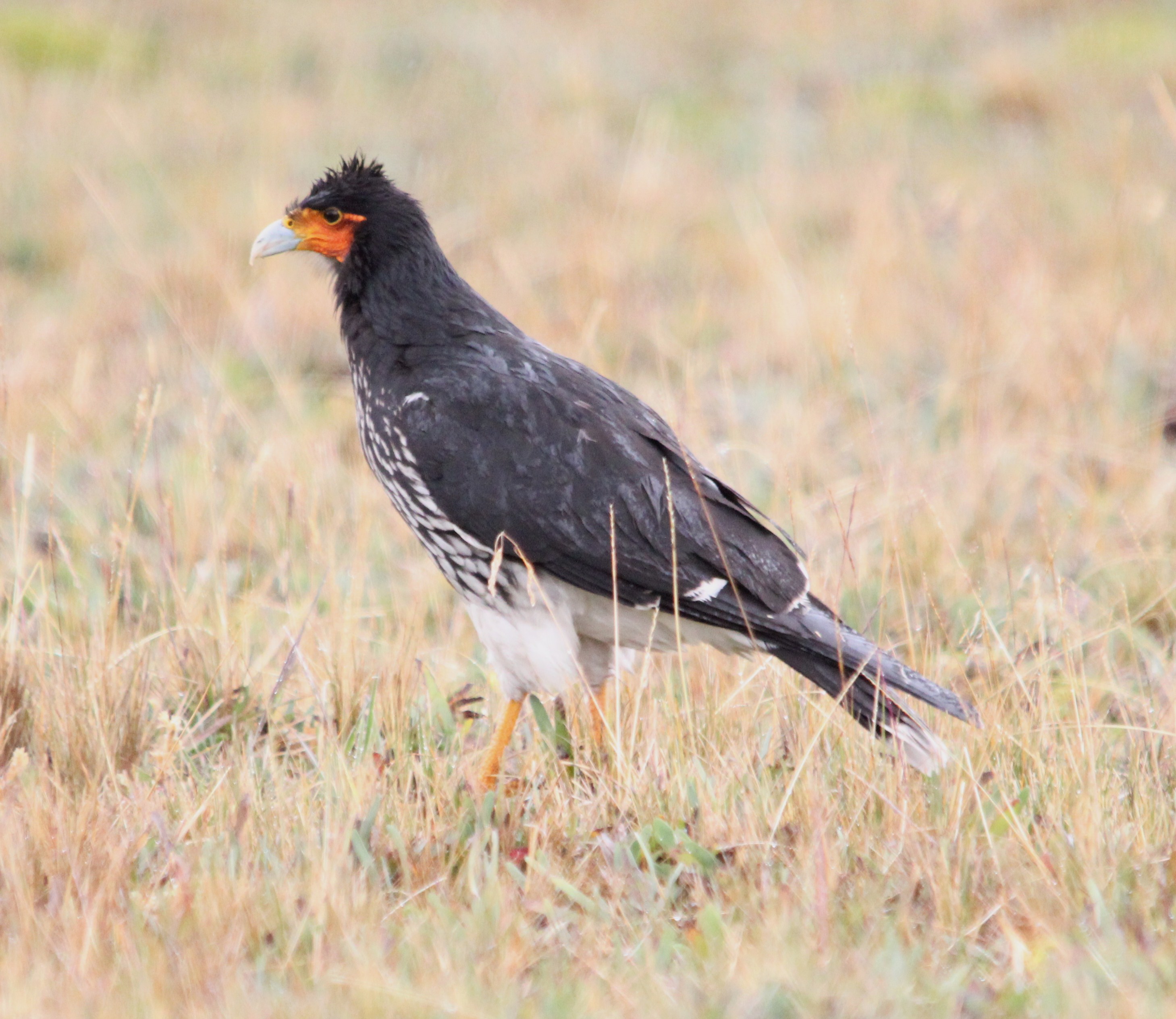 Details : Carunculated Caracara - BirdGuides
