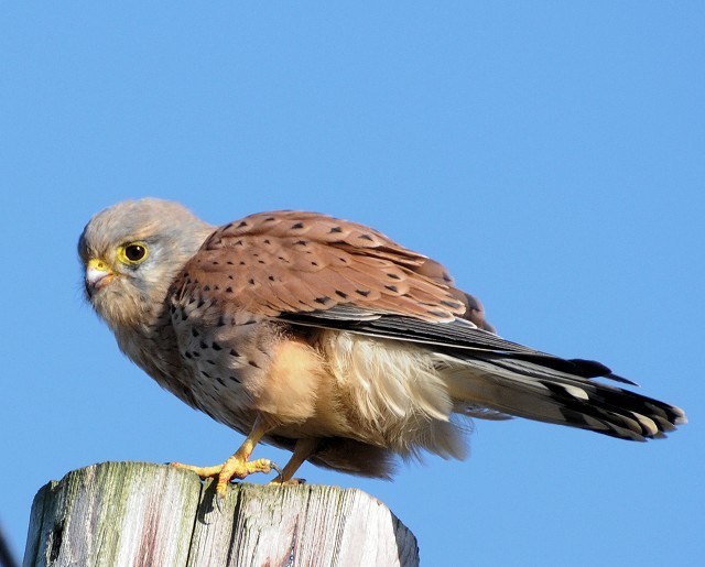 Details : Common Kestrel - BirdGuides