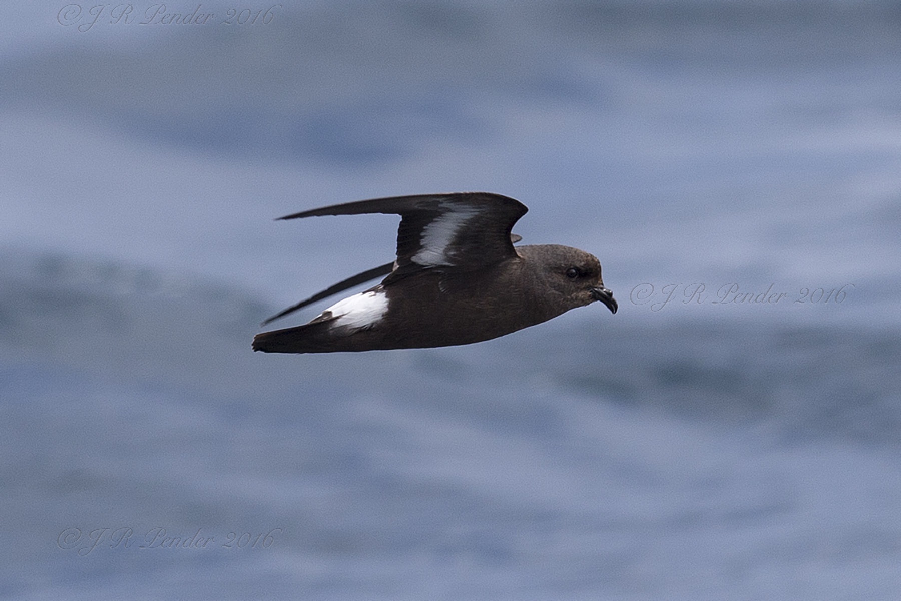 Details : European Storm Petrel - BirdGuides