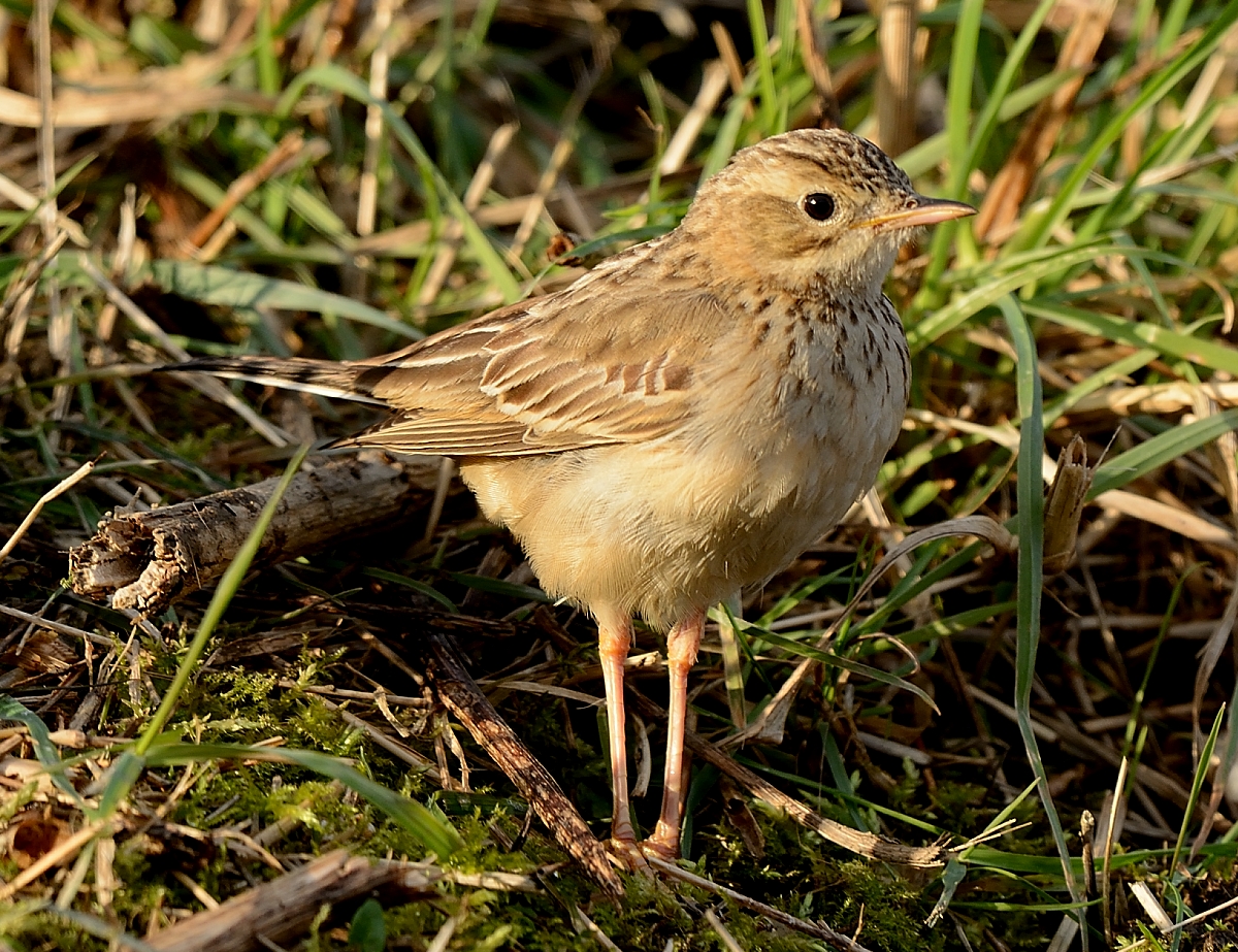Details : Blyth's Pipit - BirdGuides