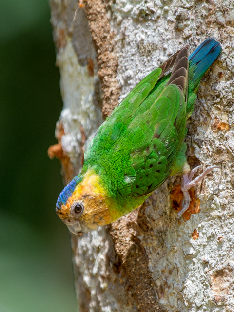 Details : Buff-faced Pygmy Parrot - BirdGuides