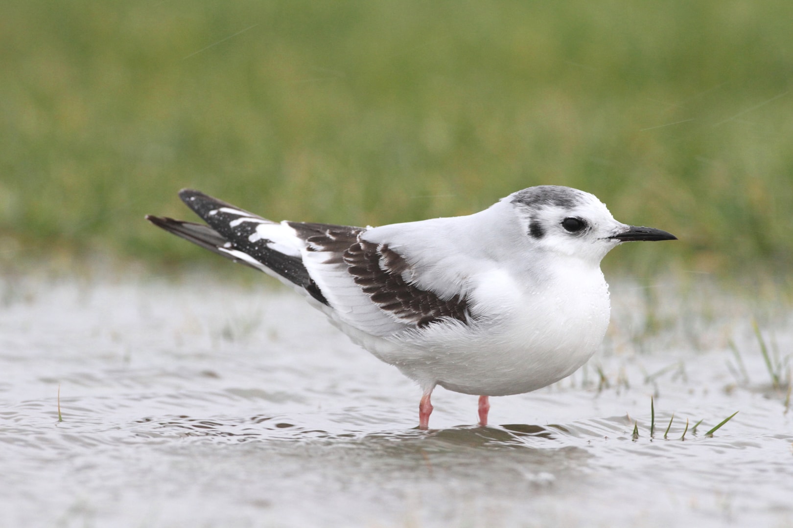 Little Gull by Lee Fuller - BirdGuides