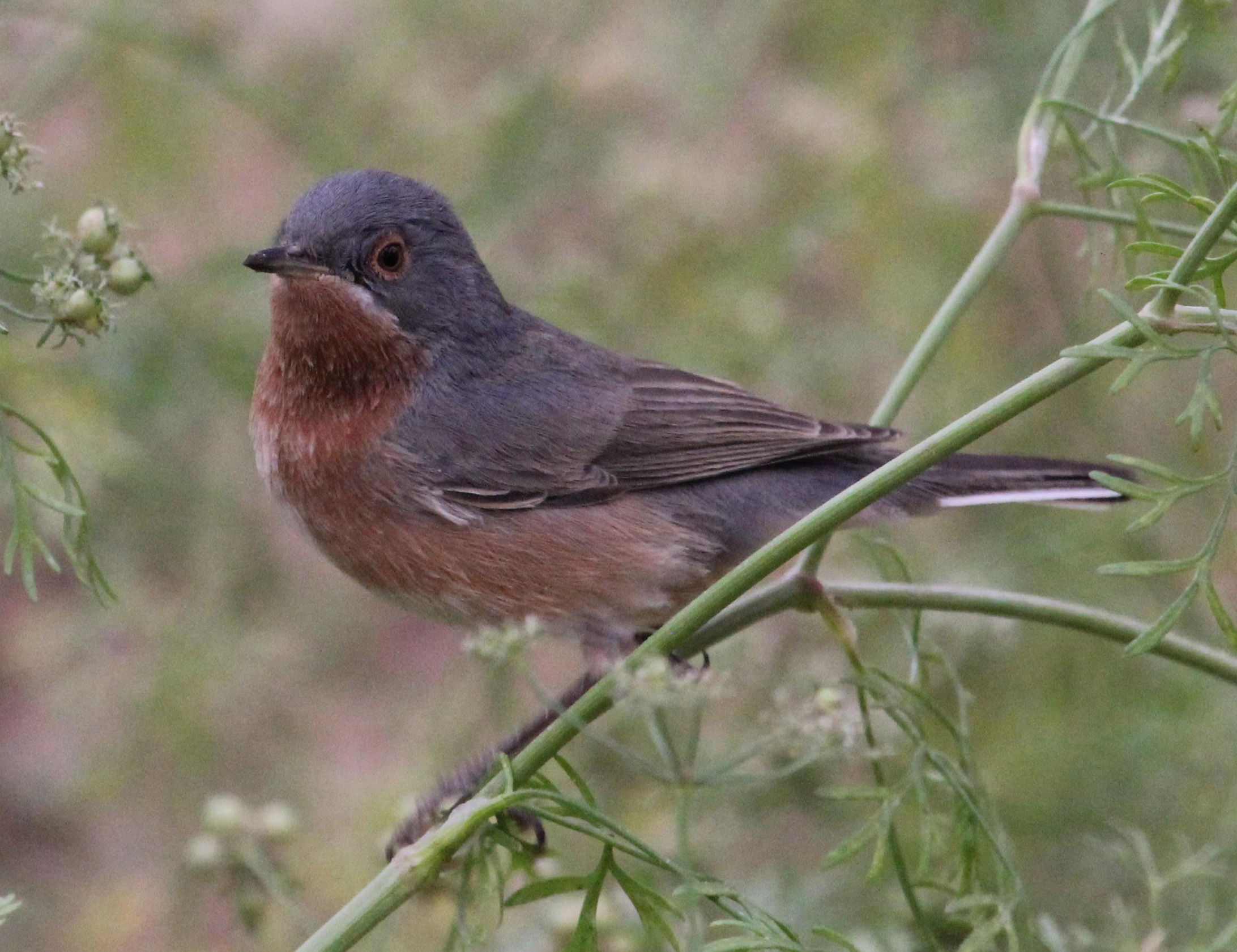 Details : Western Subalpine Warbler - BirdGuides