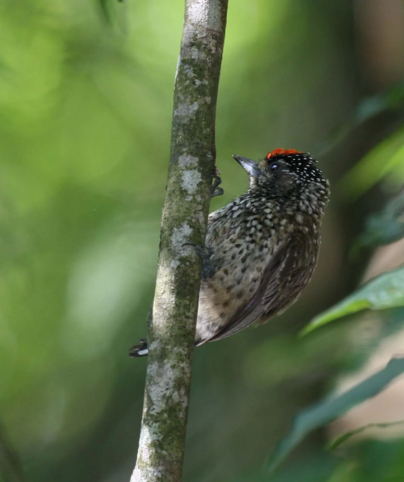 Details : White-barred Piculet - BirdGuides
