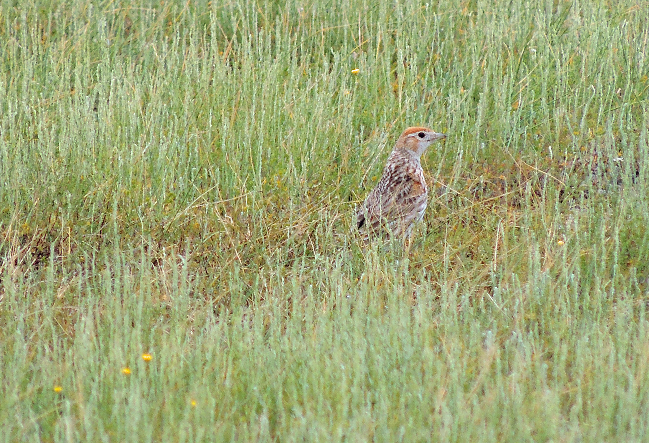 Details : White-winged Lark - BirdGuides