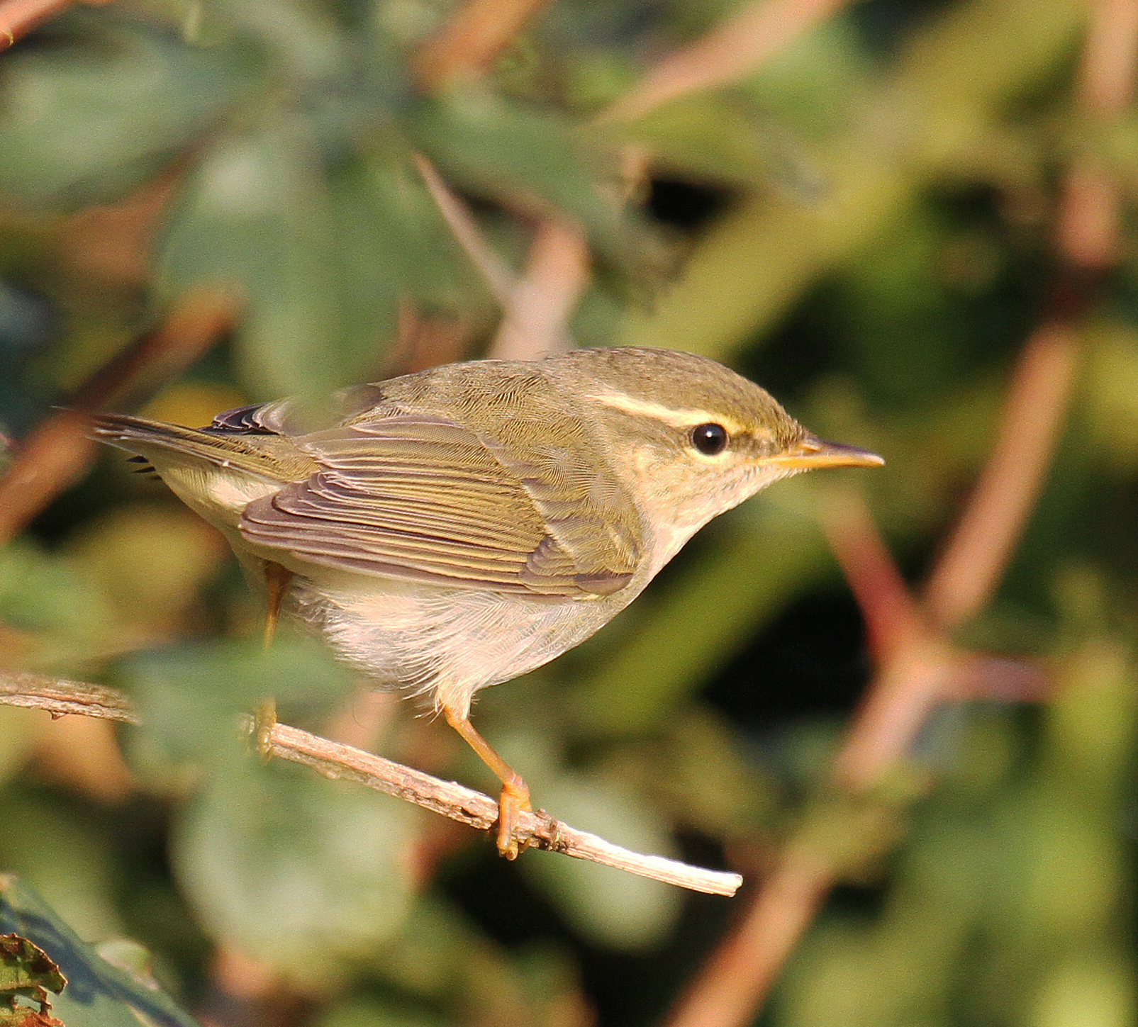 Details : Arctic Warbler - BirdGuides