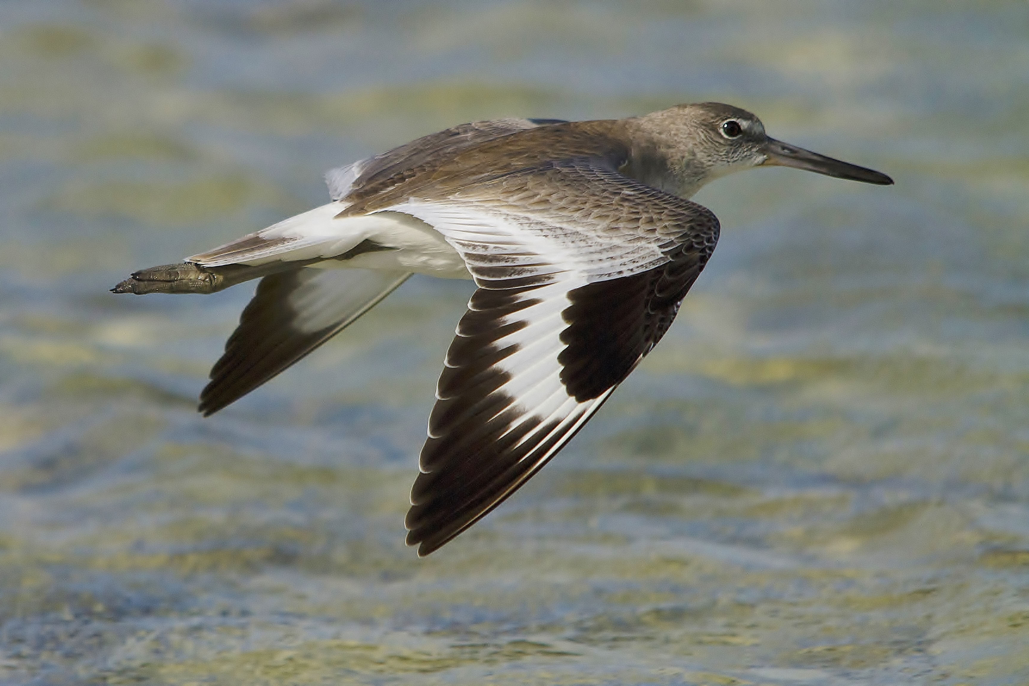 Details : Willet - BirdGuides