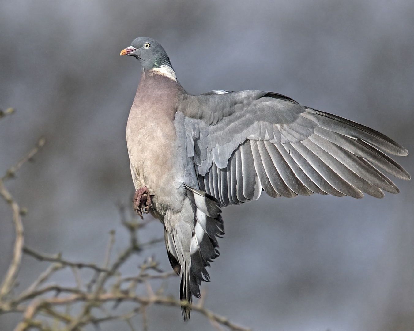 Woodpigeon by Wayne Davies - BirdGuides