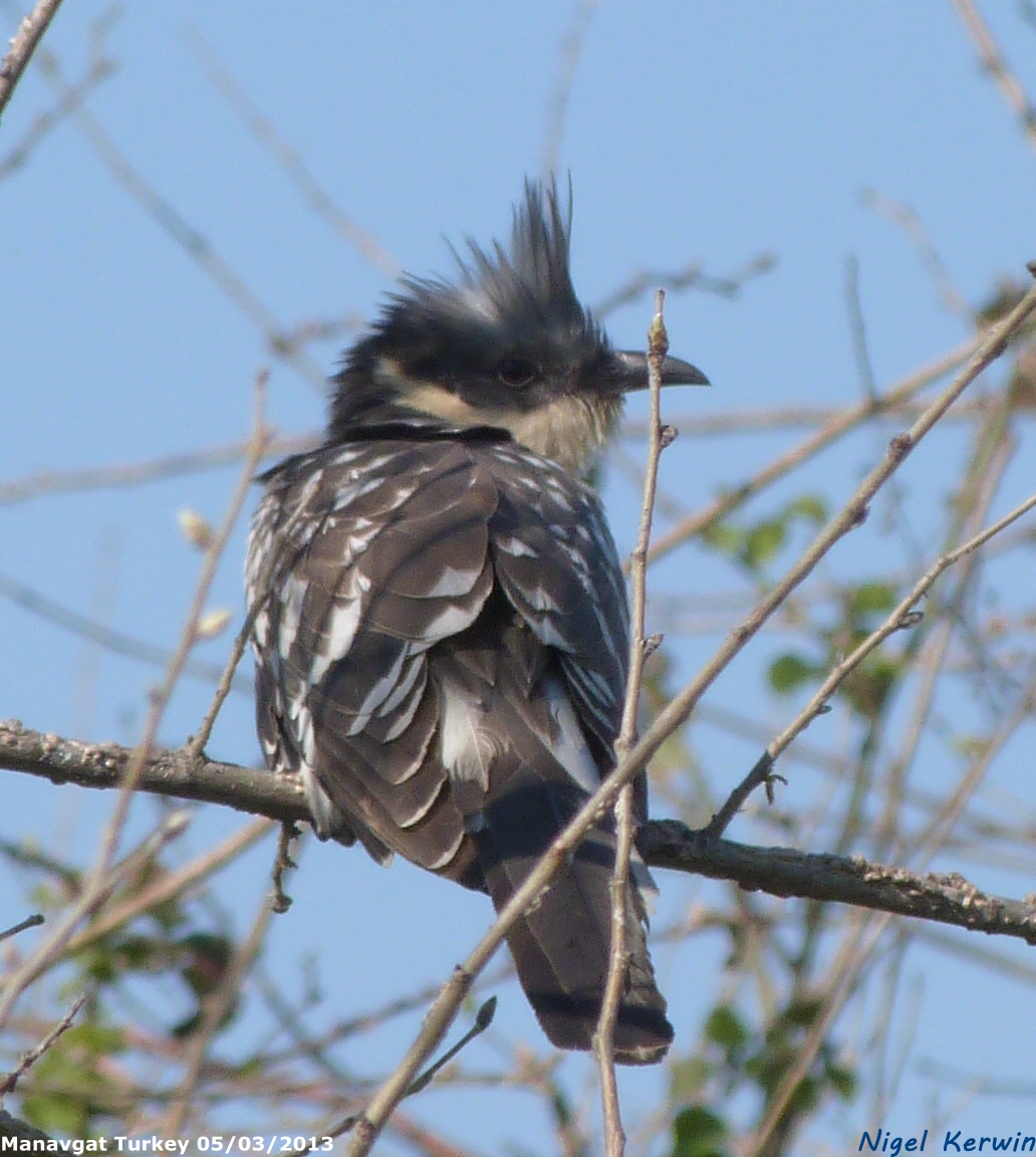 Details : Great Spotted Cuckoo - BirdGuides