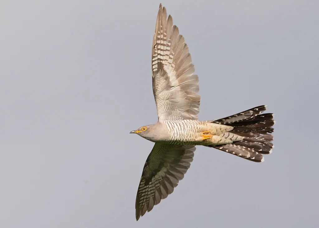 Details : Common Cuckoo - BirdGuides