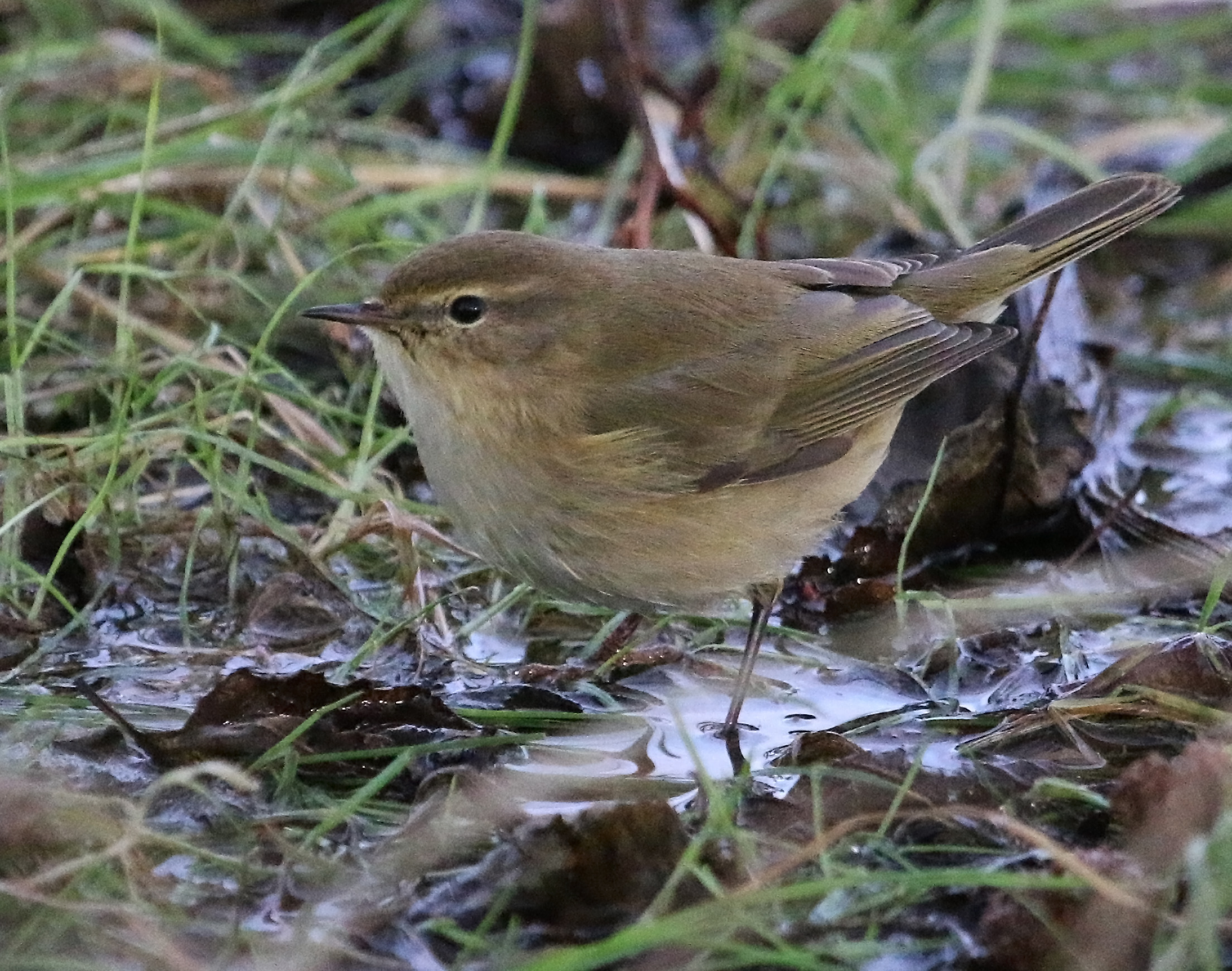 Details : Common Chiffchaff - BirdGuides