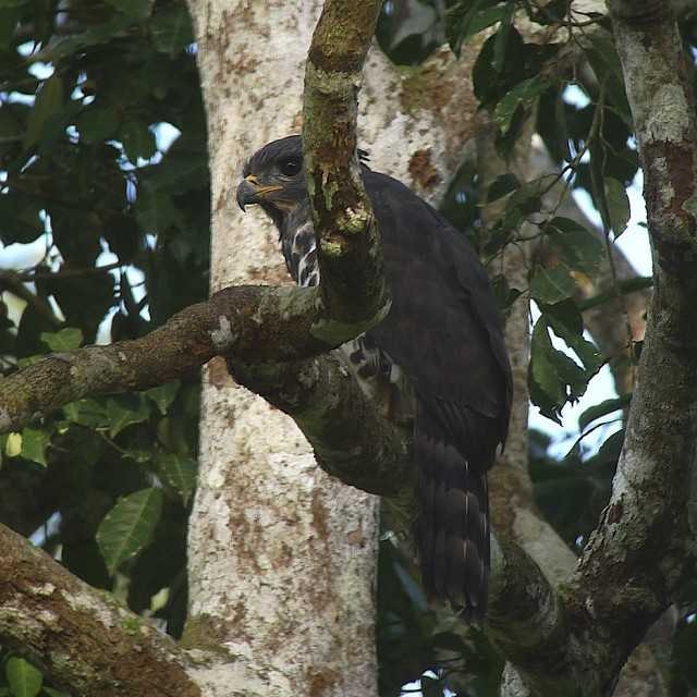 Congo Serpent Eagle by Brian Lancastle - BirdGuides