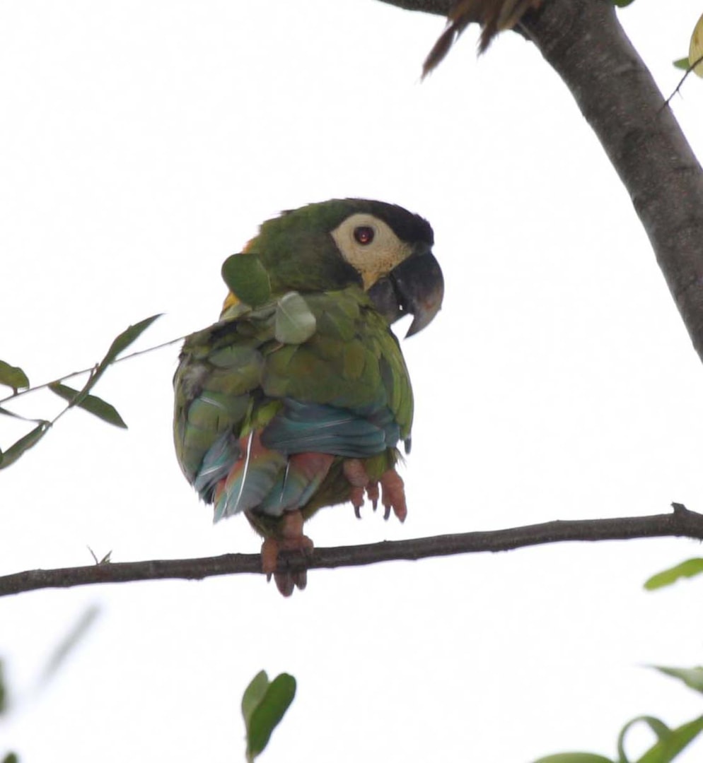Golden-collared Macaw by Peter Gasson - BirdGuides