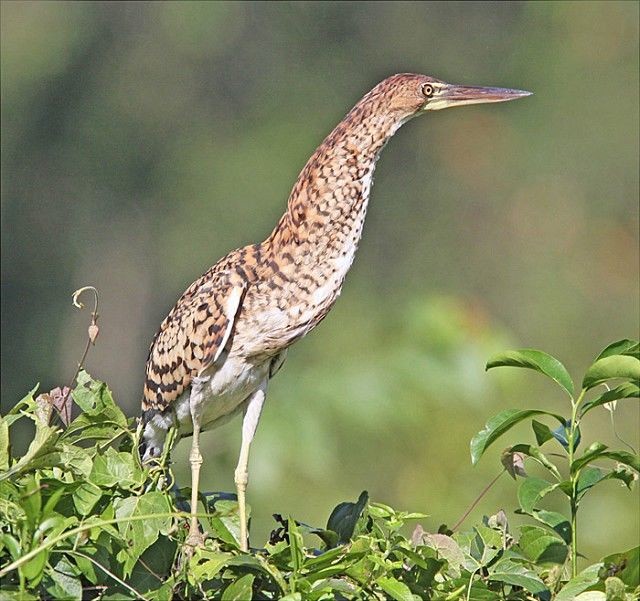 Details : Rufescent Tiger Heron - BirdGuides