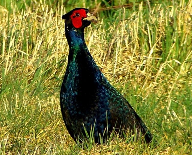 Common Pheasant by Eric Yeomans - BirdGuides