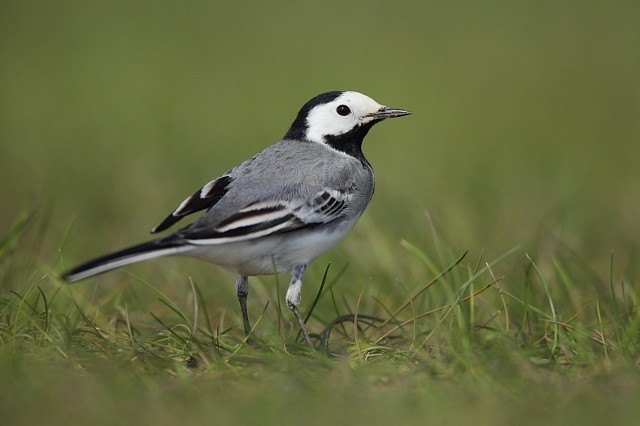 Details : White Wagtail - BirdGuides