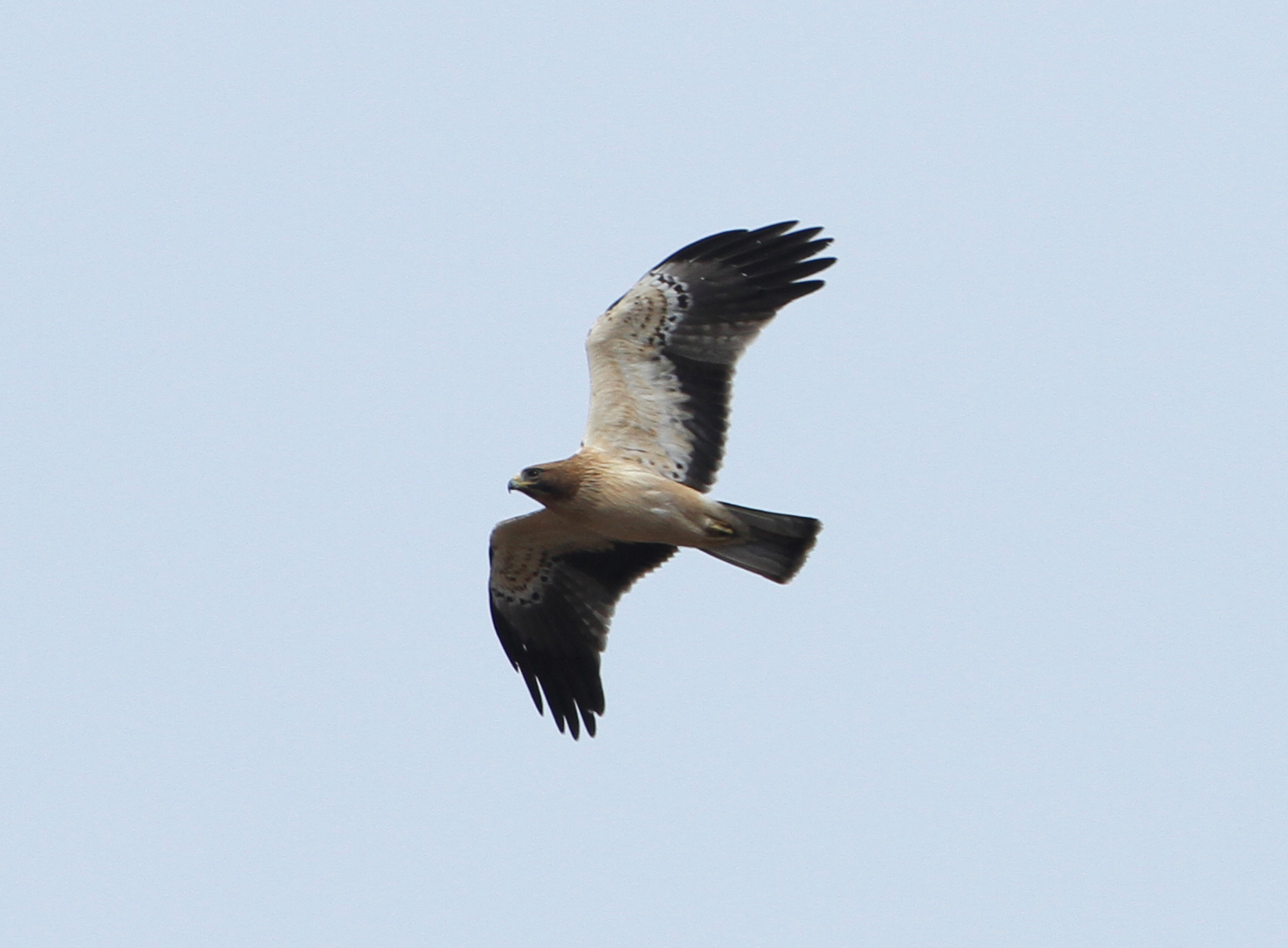 Details : Booted Eagle - BirdGuides