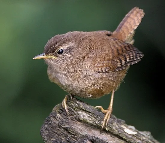 Details : Eurasian Wren - BirdGuides