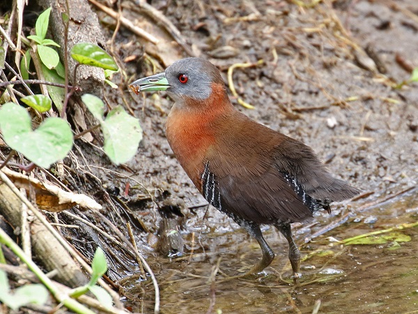 Details : White-throated Crake - BirdGuides